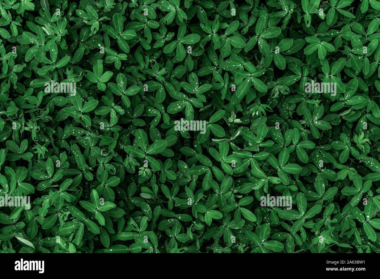 Abstract natural background of green bright leaves Stock Photo - Alamy