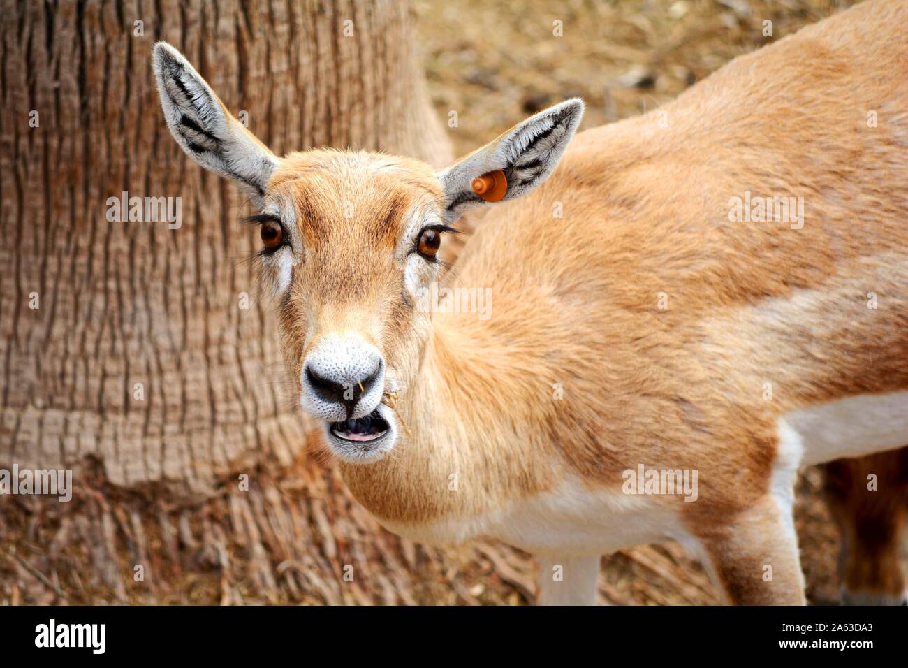 a fawn staring at the camera Stock Photo - Alamy
