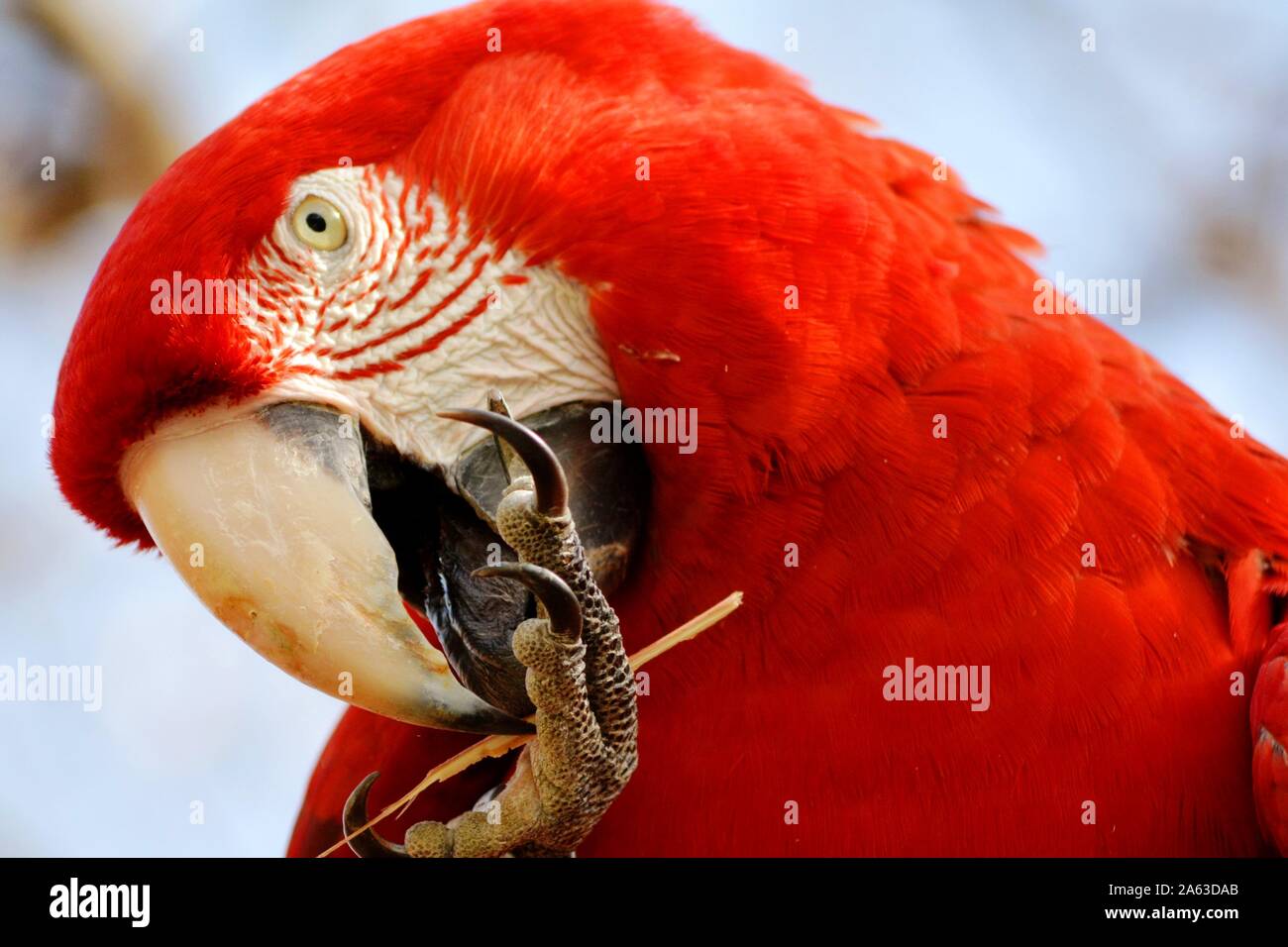 a red parrot biting the nails Stock Photo - Alamy