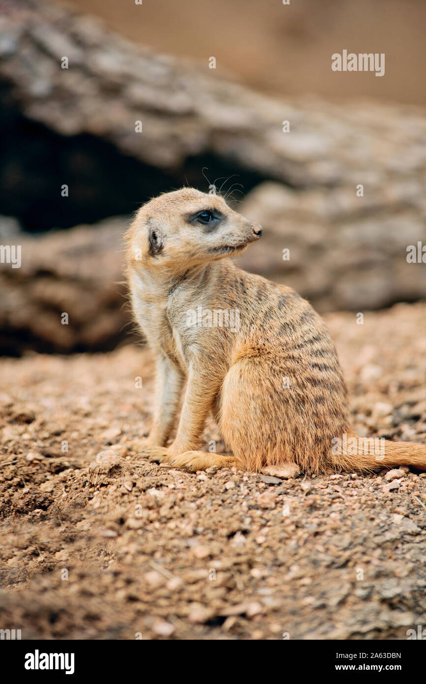 Animals look over shoulder hi-res stock photography and images - Alamy