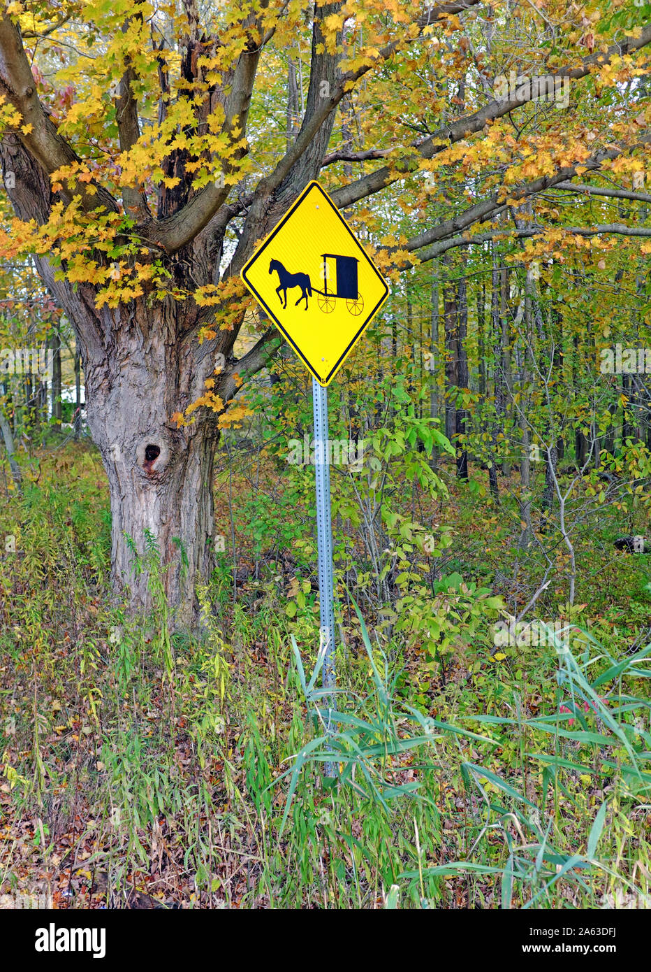 A yellow and black road sign warning drivers of the presence of horse ...