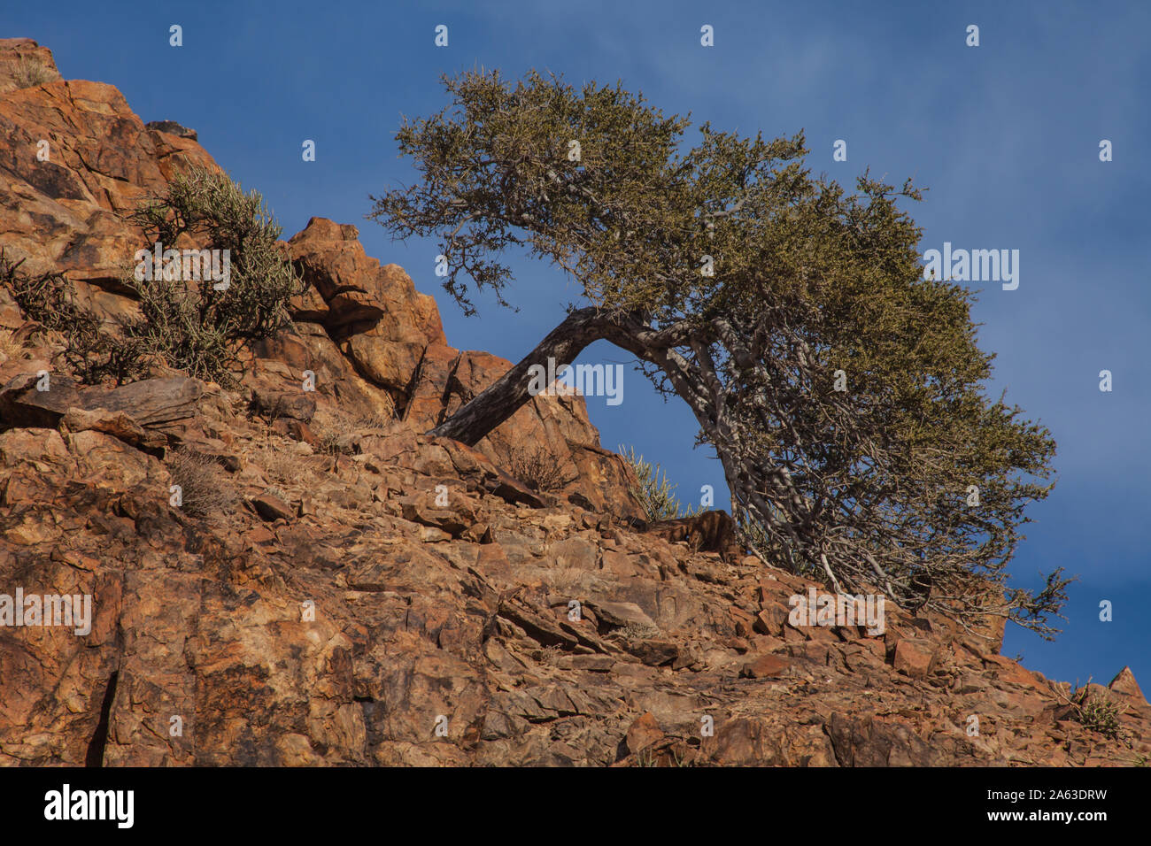 Shepherds Tree Boscia albitrunca Stock Photo - Alamy
