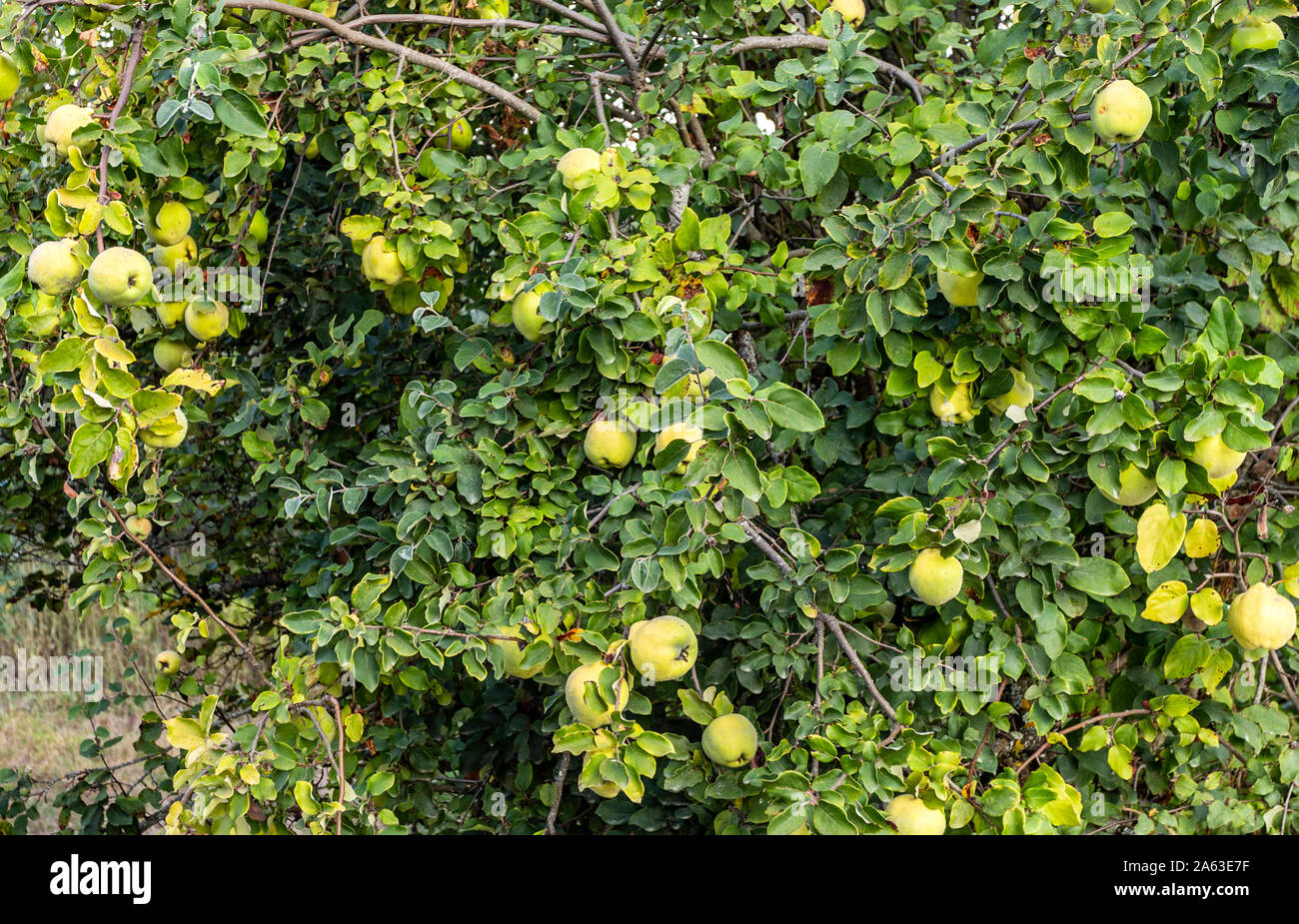 Genus cydonia hi-res stock photography and images - Alamy