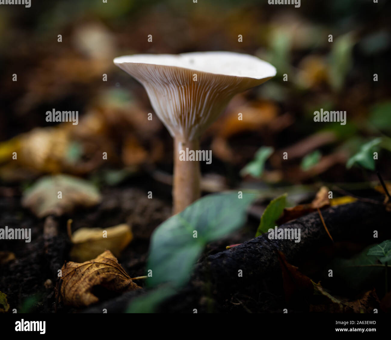 Fungi in the Woods in Autumn Stock Photo - Alamy