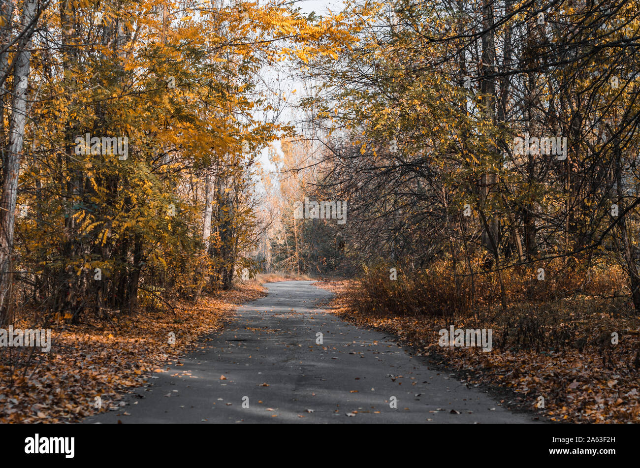 road street with trees in the abandoned city of Chernobyl Ukraine in ...
