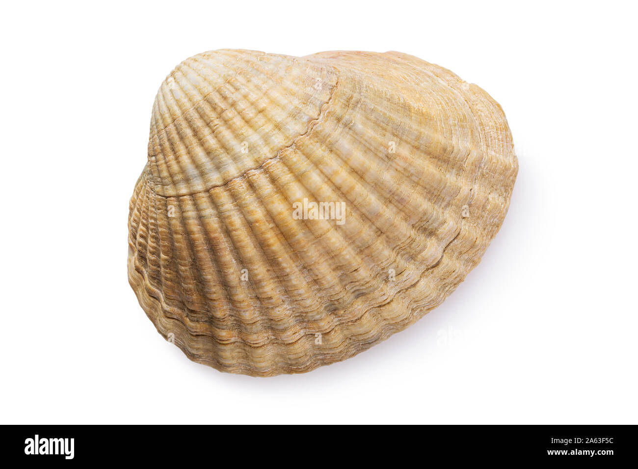 Small bivalve seashell isolated on white background, top view. Stacked ...