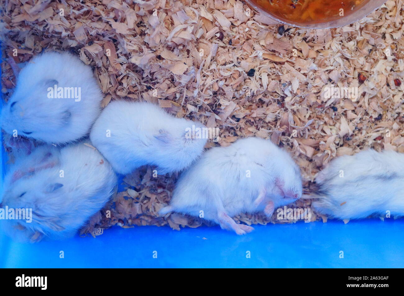 Do Hamsters Lay Eggs