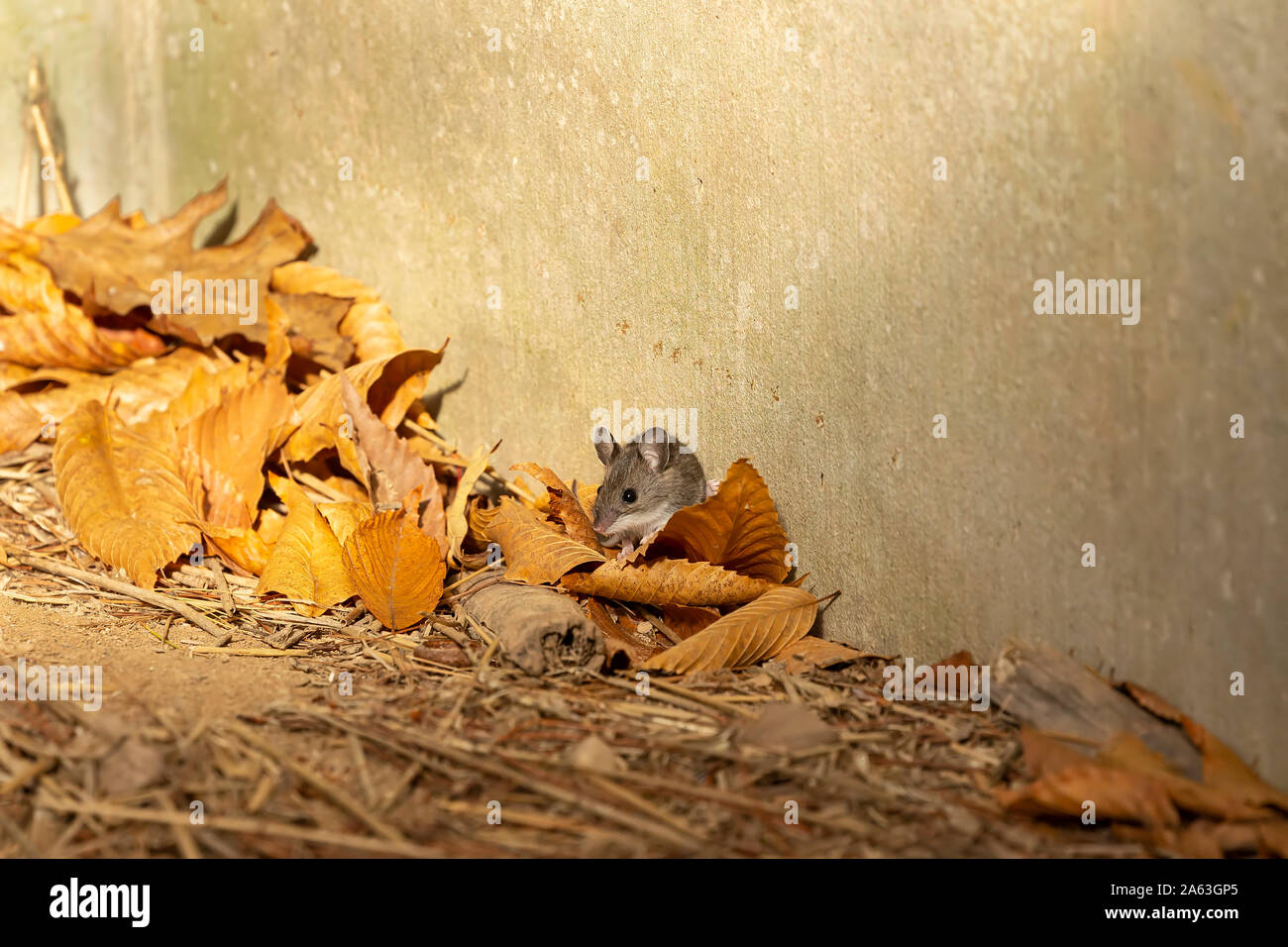 North american deer mice hi-res stock photography and images - Alamy