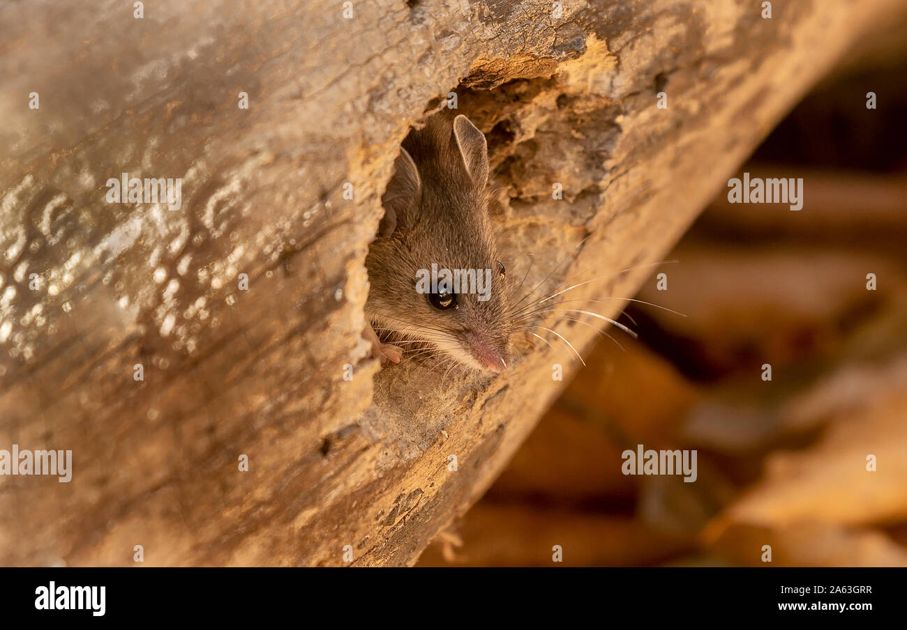 Peromyscus maniculatus hi-res stock photography and images - Alamy