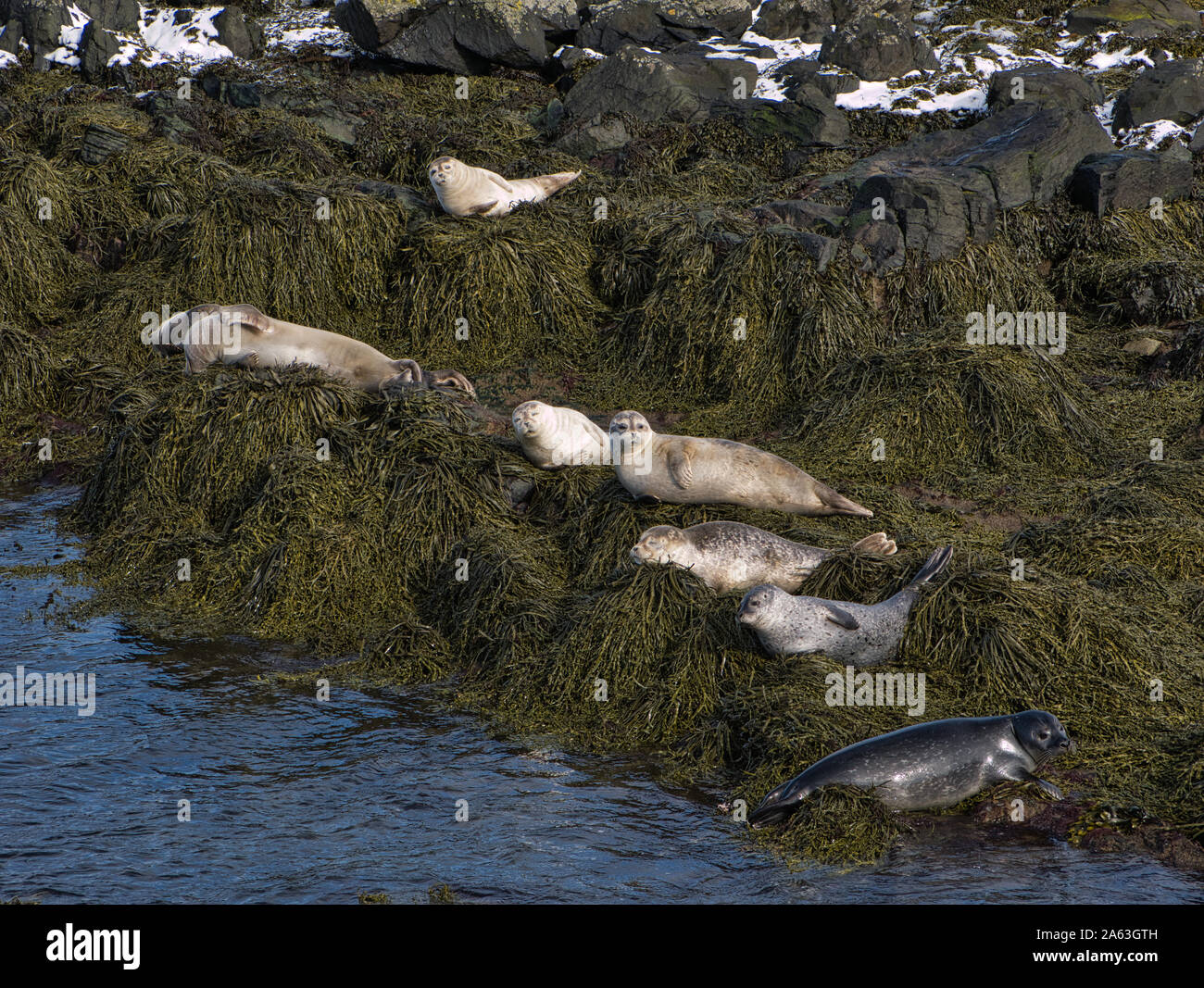 Sunbathe animals hi-res stock photography and images - Alamy