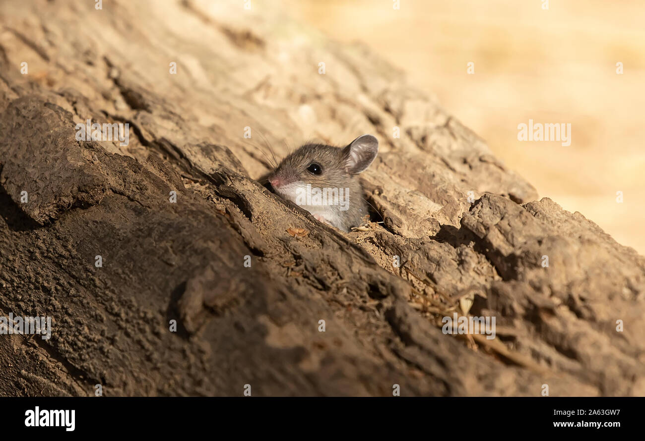 North american deer mouse peromyscus maniculatus hi-res stock ...