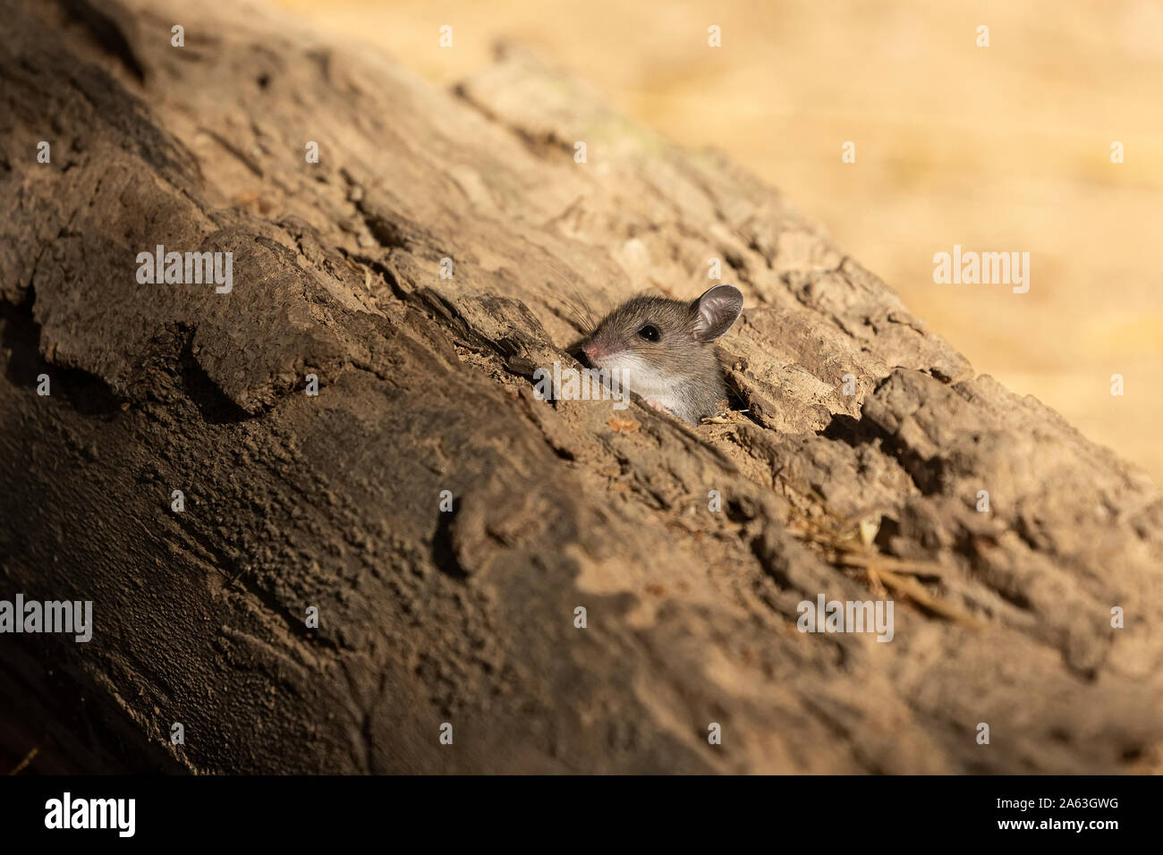 The deer mouse (Peromyscus maniculatus) north American native rodent ...