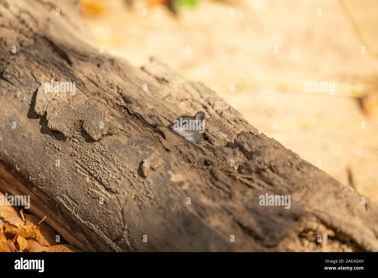 The deer mouse (Peromyscus maniculatus) north American native rodent ...