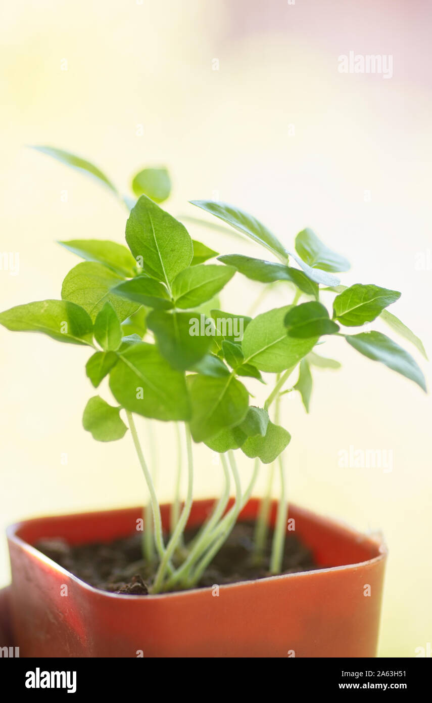 Basil seedling hi-res stock photography and images - Alamy