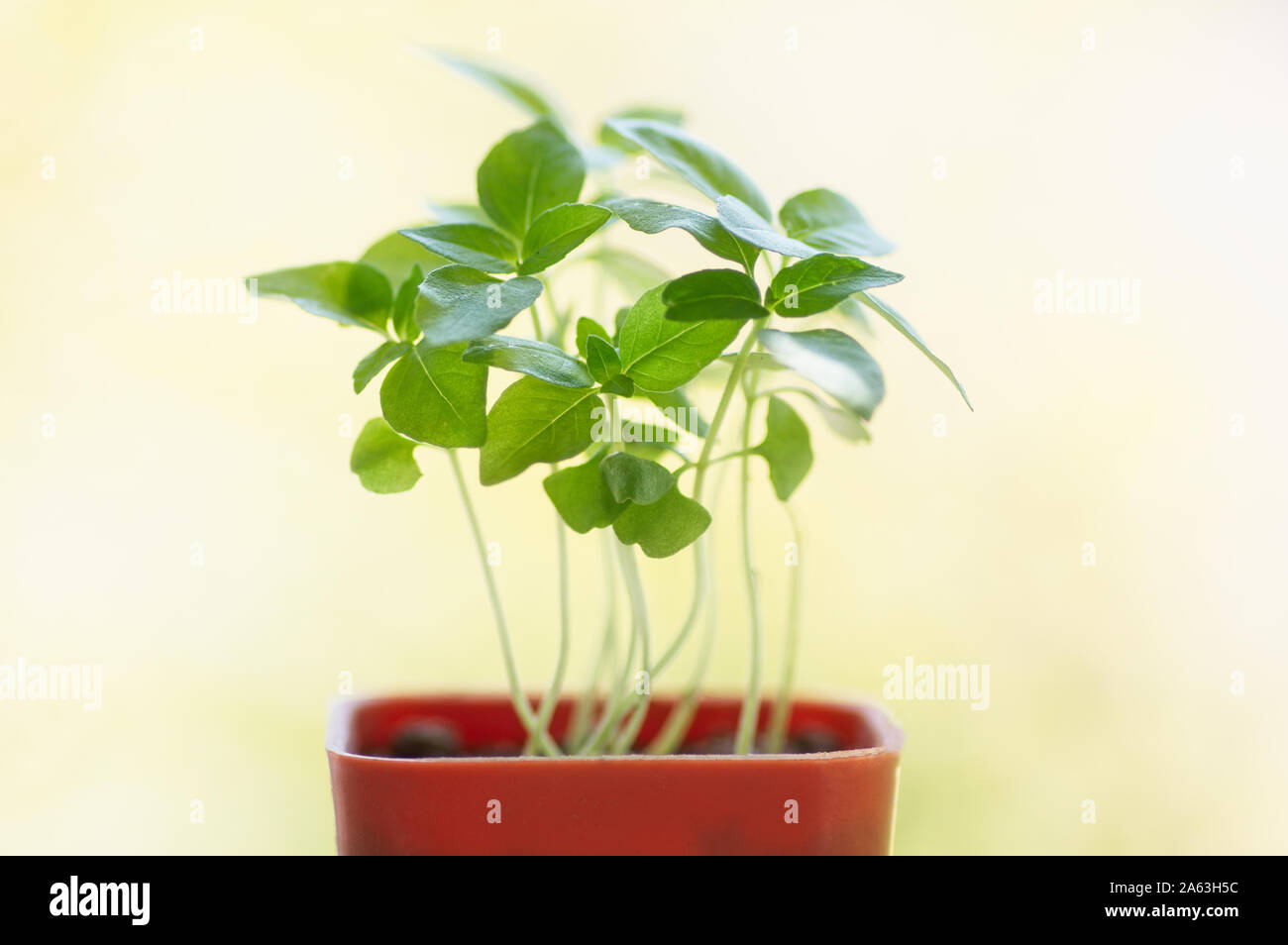 Basil seedling hi-res stock photography and images - Alamy