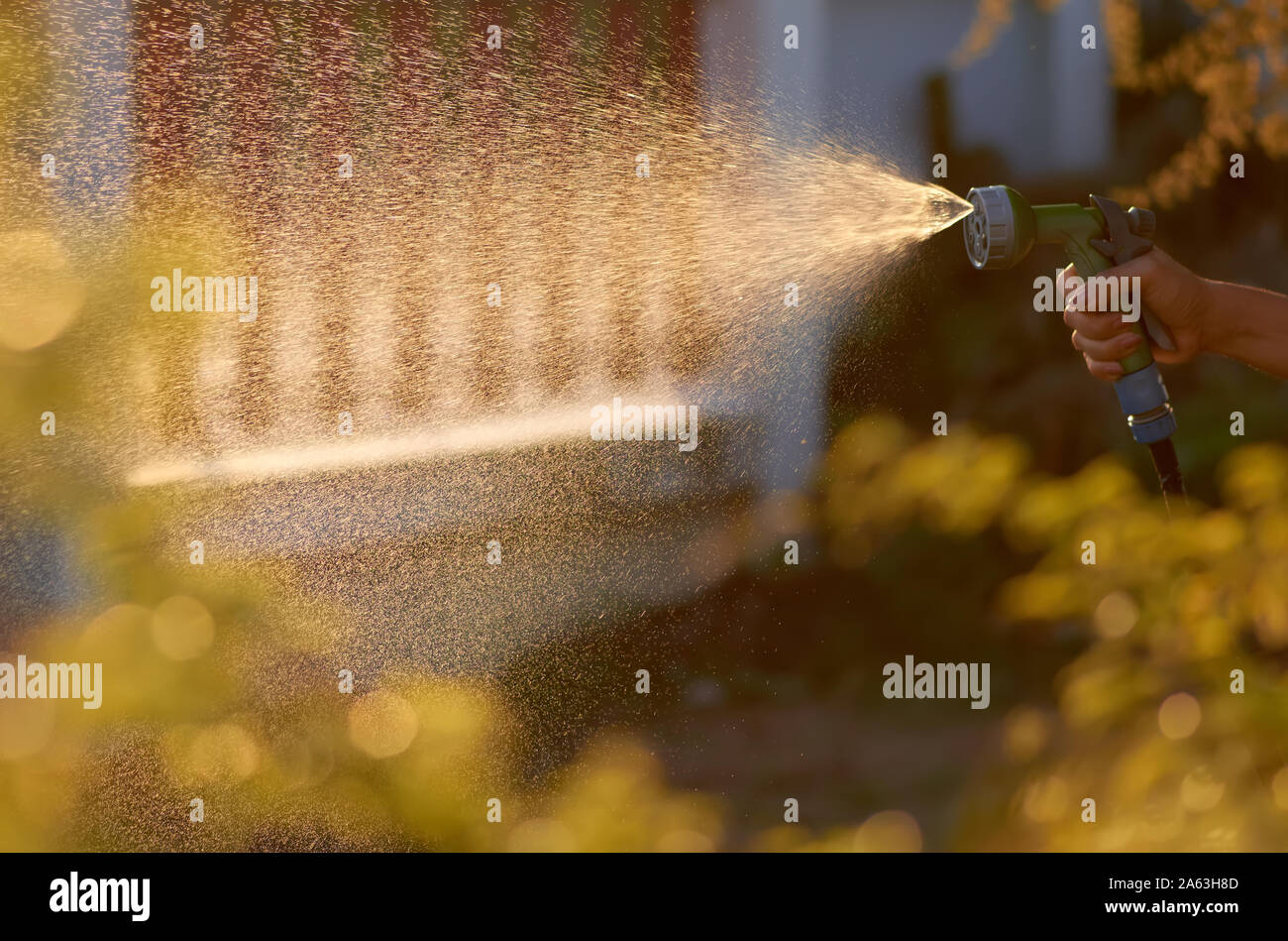Water spray from watering spray head in the garden Stock Photo - Alamy