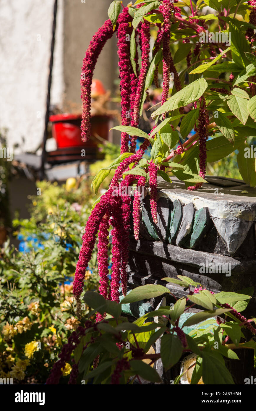 Love Lies Bleeding Amaranthus caudatus plant in a garden in southern ...