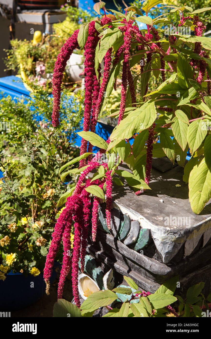 Love Lies Bleeding Amaranthus caudatus plant in a garden in southern ...