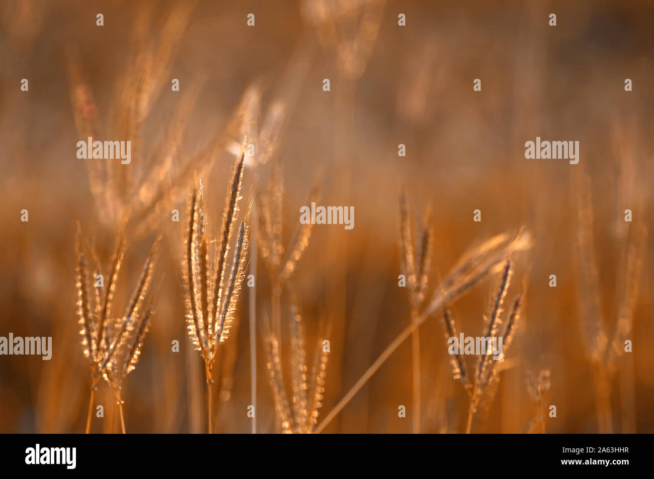 Beautiful scene golden grass hi-res stock photography and images - Alamy