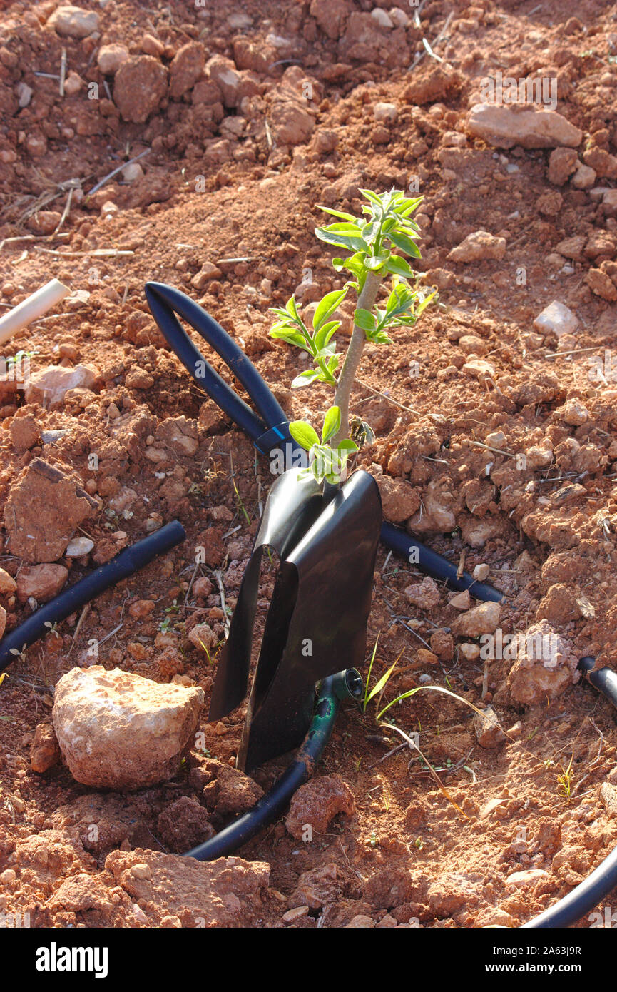 Small freshly planted tree of persimmon persimmon variety bright red ...