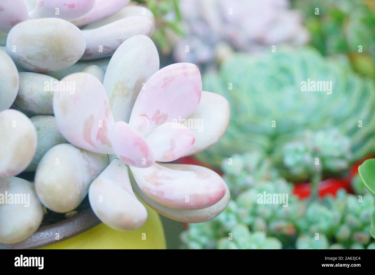 Meat plants. Fat and cute Stock Photo - Alamy