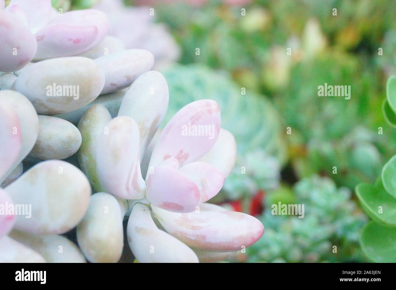 Meaty plant bonsai hi-res stock photography and images - Alamy