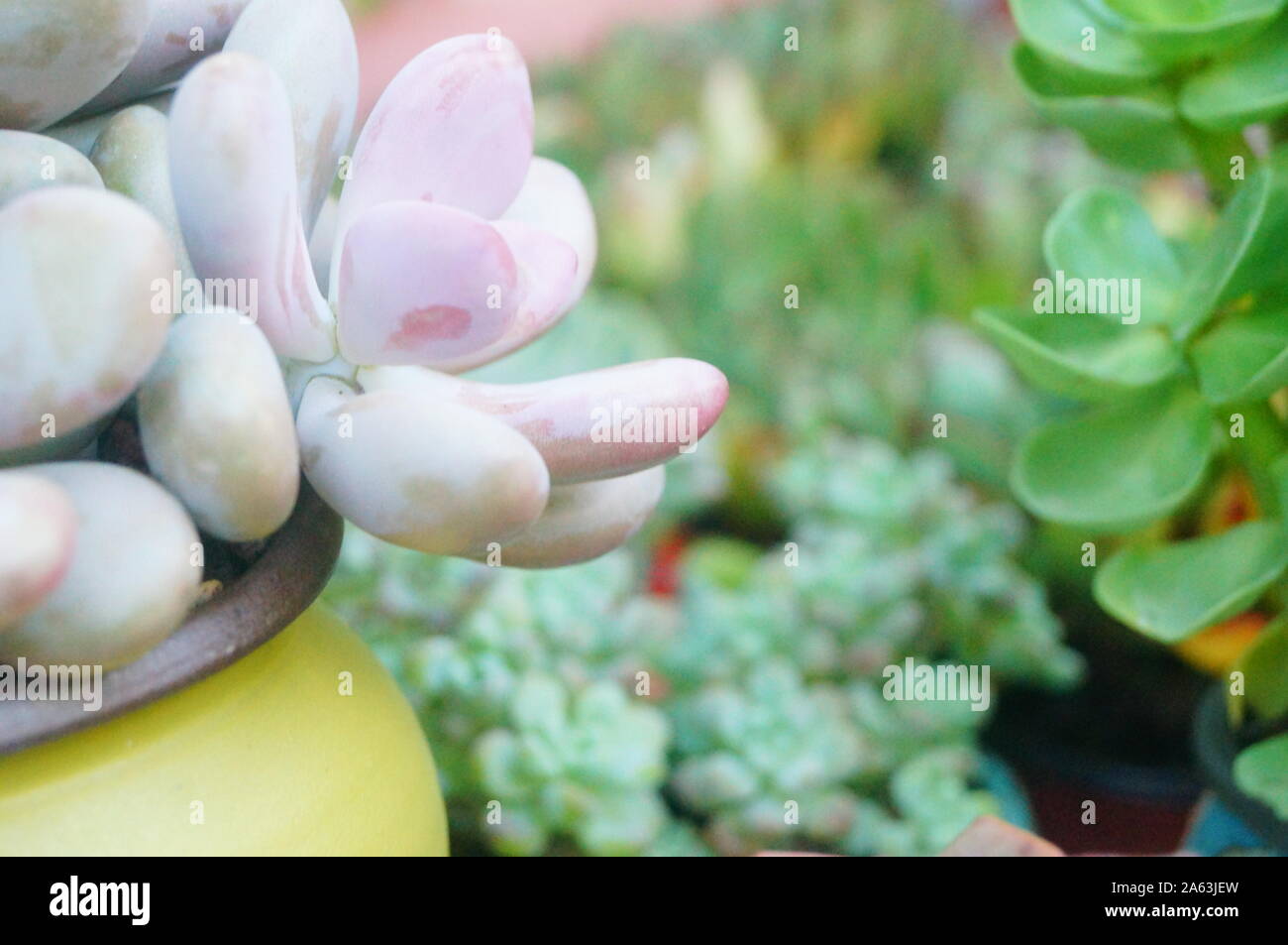 Meat plants. Fat and cute Stock Photo - Alamy