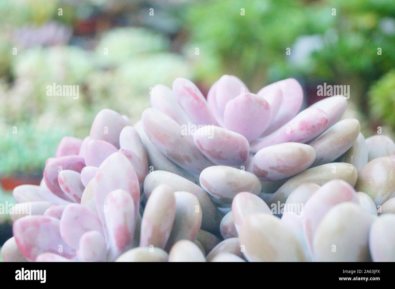Meat plants. Fat and cute Stock Photo - Alamy