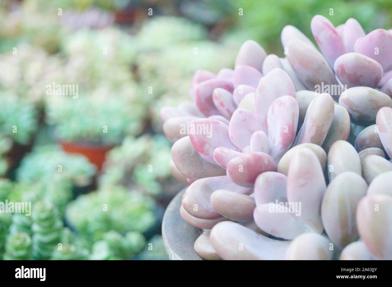 Meat plants. Fat and cute Stock Photo - Alamy