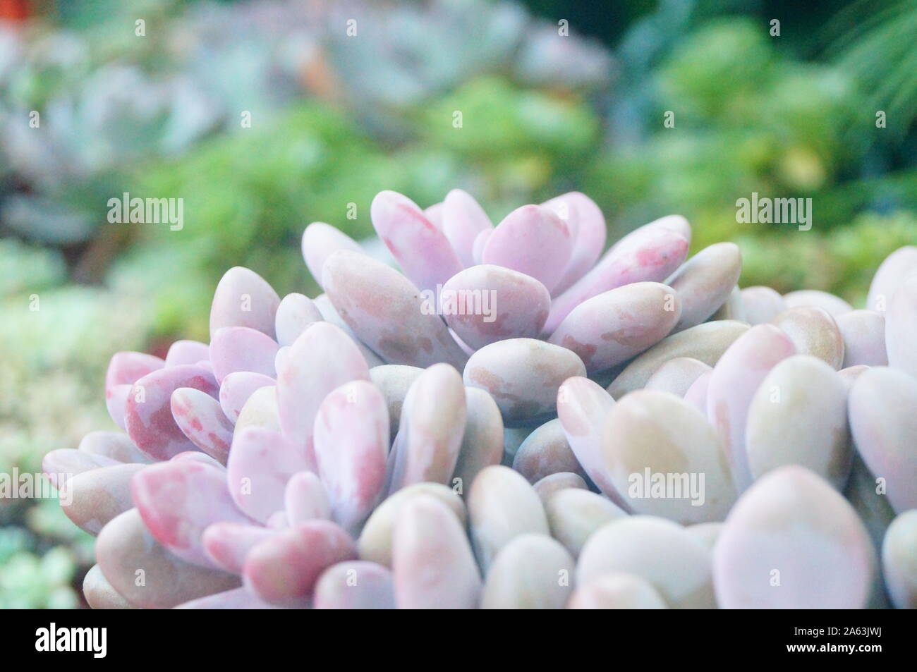 Chubby plant hi-res stock photography and images - Alamy