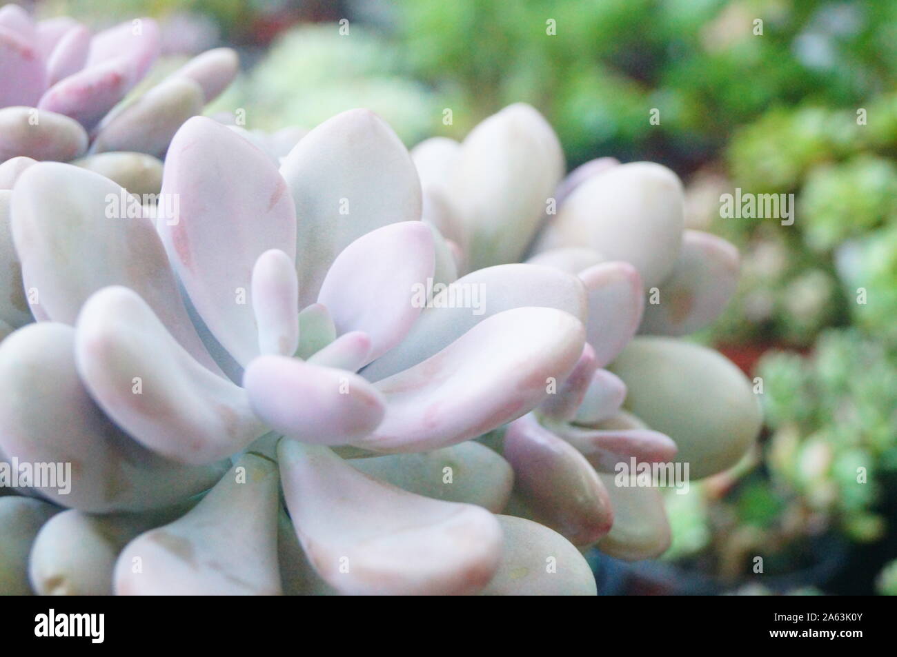 Meat plants. Fat and cute Stock Photo - Alamy