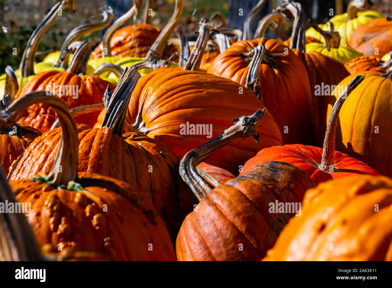 Many pumpkins hi-res stock photography and images - Alamy