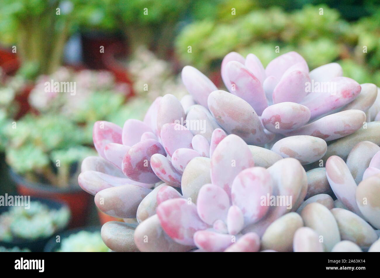 Meat plants. Fat and cute Stock Photo - Alamy