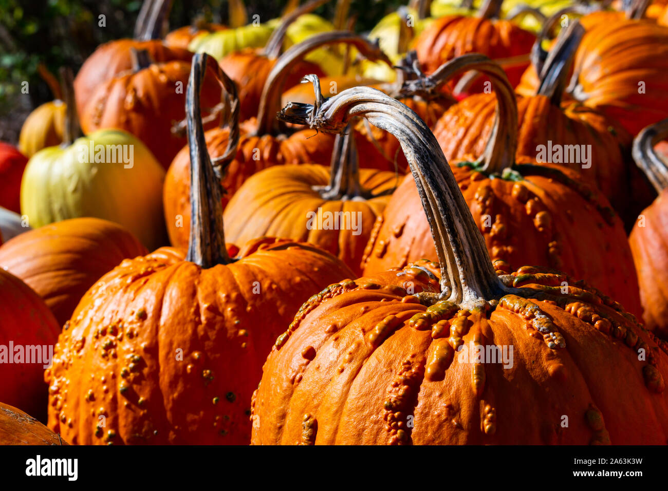 Curly stems hi-res stock photography and images - Alamy