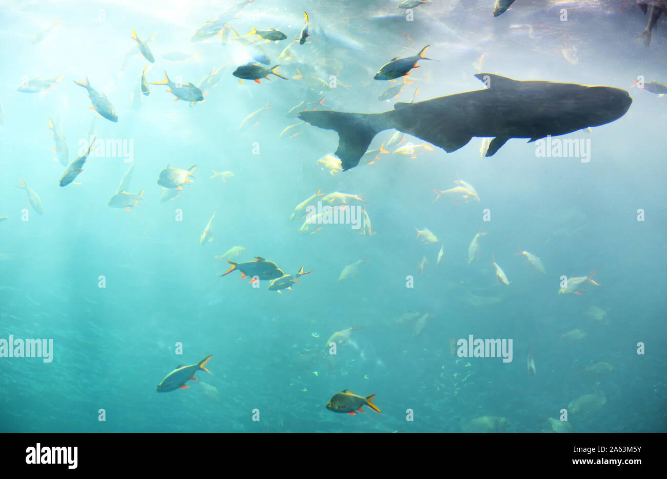 Marine life fish swimming underwater ocean colorful / Various types ...