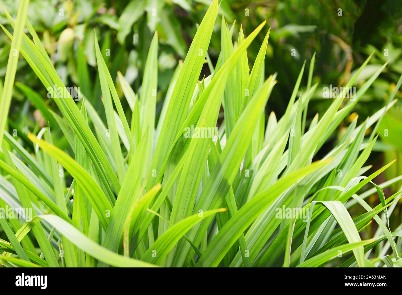 pandan leaf plant growing on the pandan tree for natural herbs and food ...