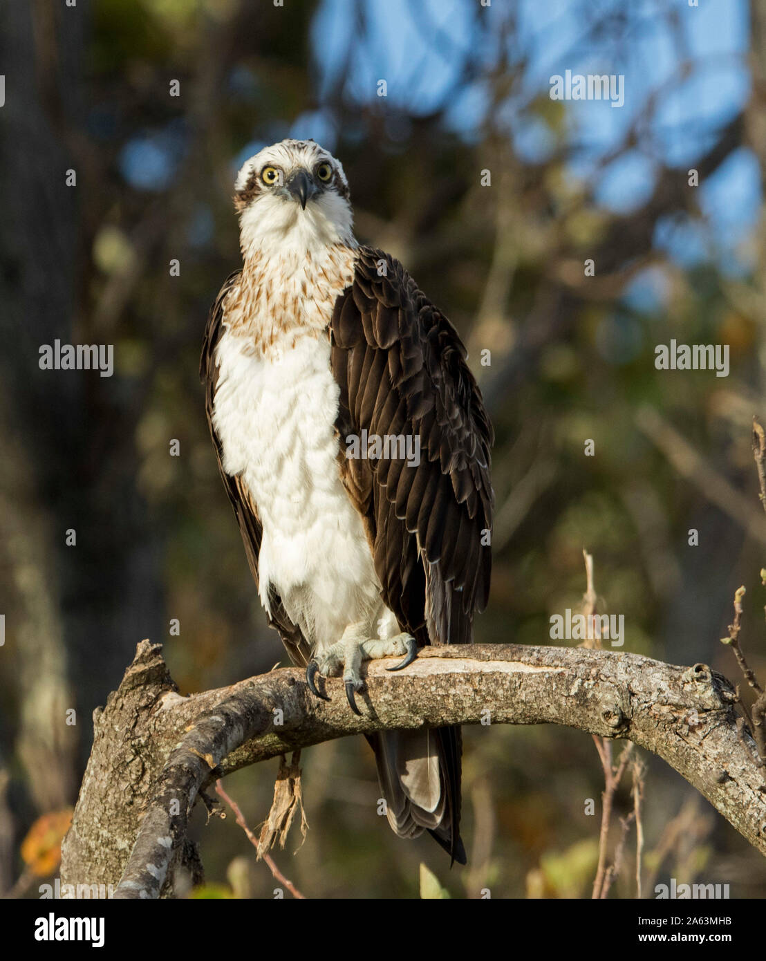 Coastal birds of prey australia hi-res stock photography and images - Alamy