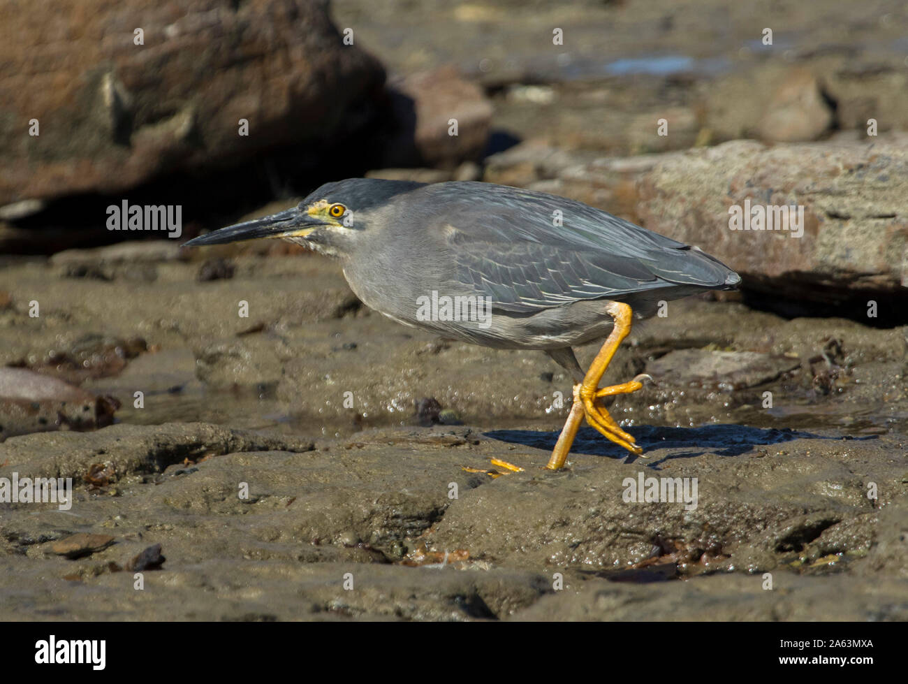 Striated / Mangrove Heron, Butorides striata, grey bird with yellow ...