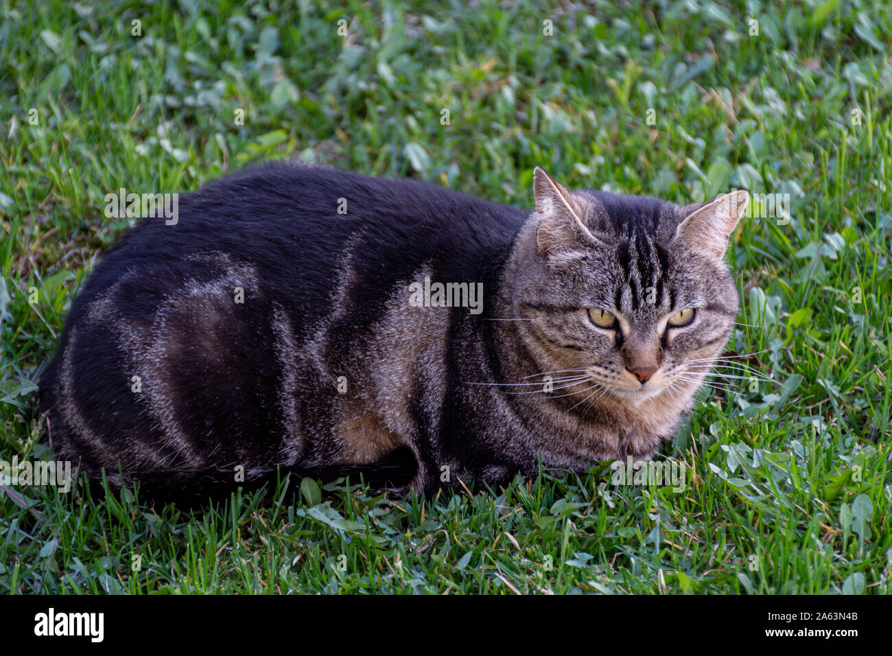 Funny cat curious face hi-res stock photography and images - Alamy