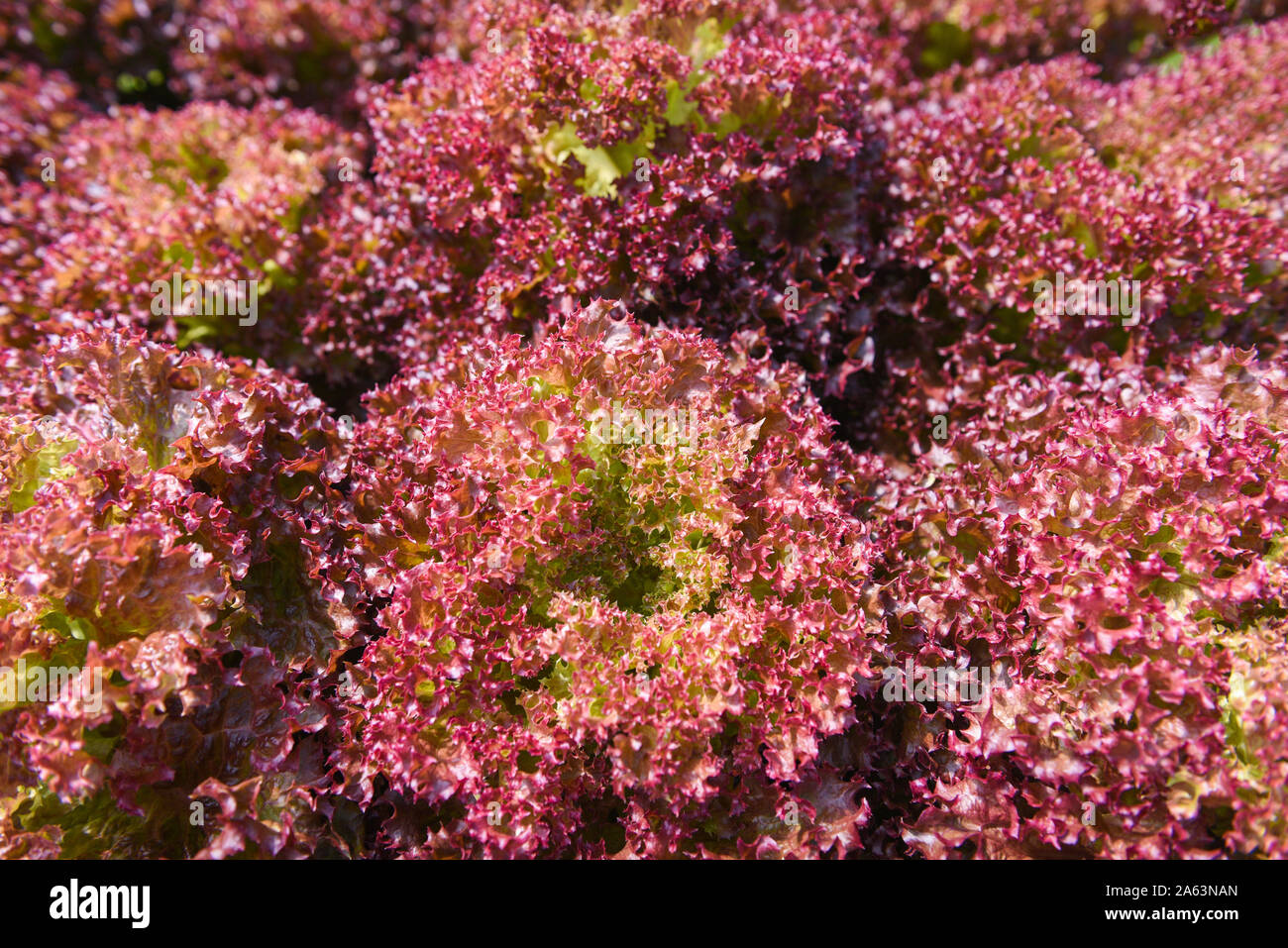 red coral lettuce salad growing garden hydroponic farm salad plants on ...
