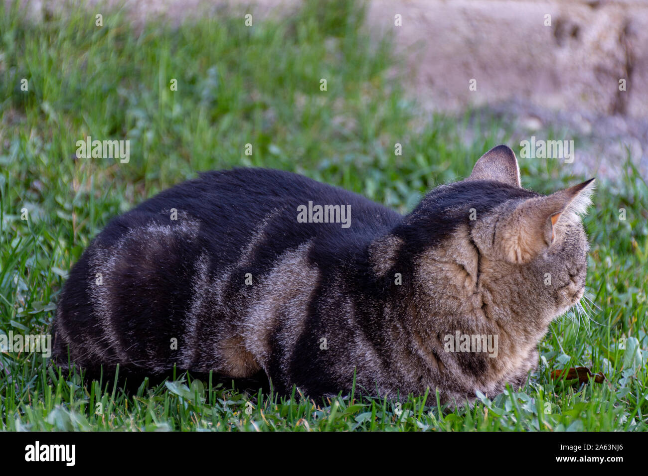 Cute cat on the grass turning its back Stock Photo - Alamy