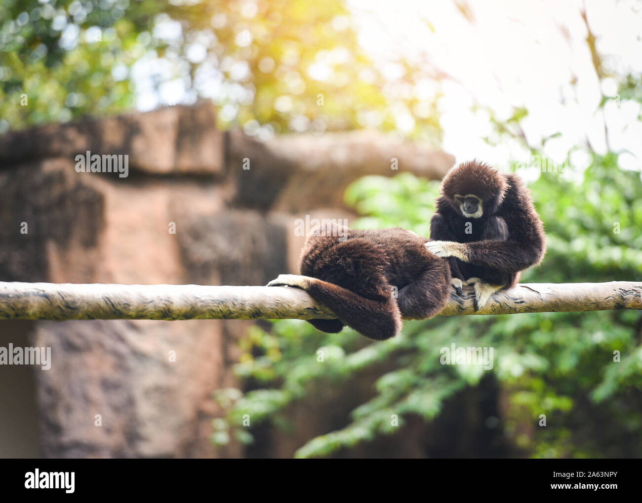 Common gibbon or White-handed gibbon on tree branch / Hylobates lar ...