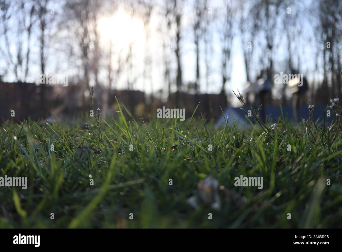 Sunny days in the yard Stock Photo - Alamy