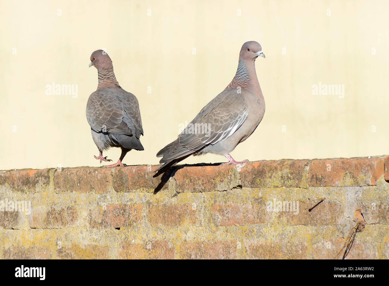 Doves on a wall hi-res stock photography and images - Alamy