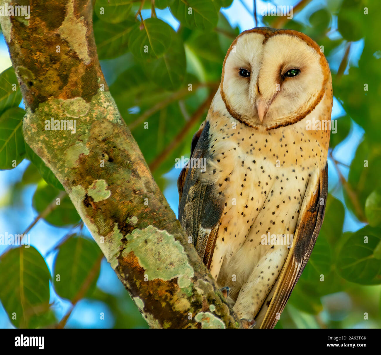Owl bird face shape hi-res stock photography and images - Alamy