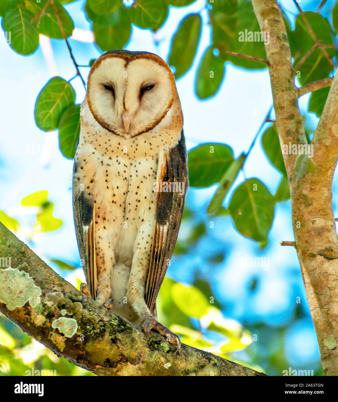Owl bird face shape hi-res stock photography and images - Alamy