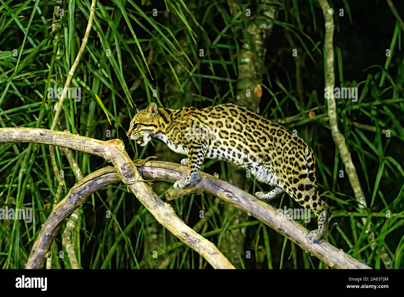 Spotted ocelot hi-res stock photography and images - Alamy