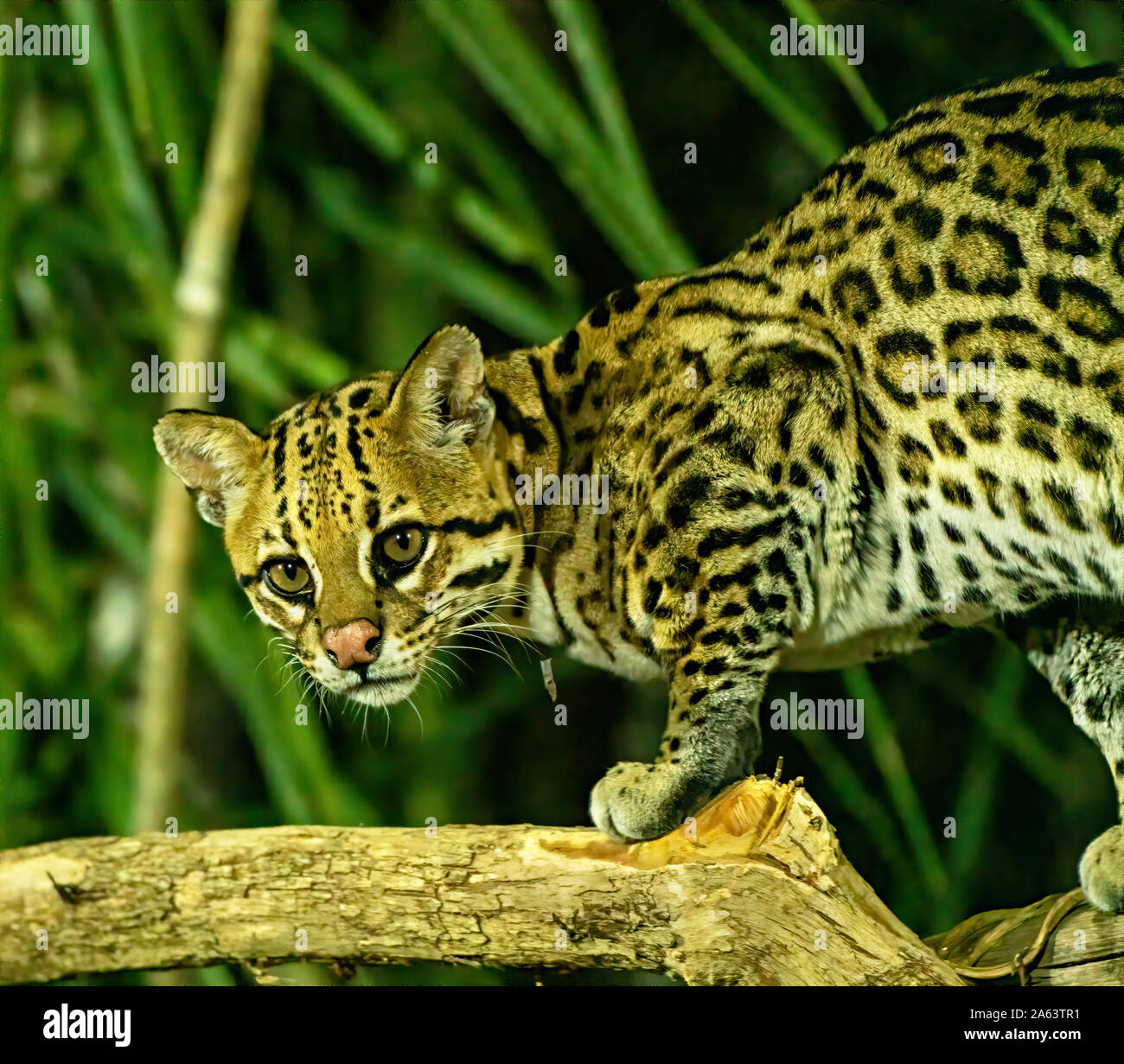 Ocelot cat hi-res stock photography and images - Alamy