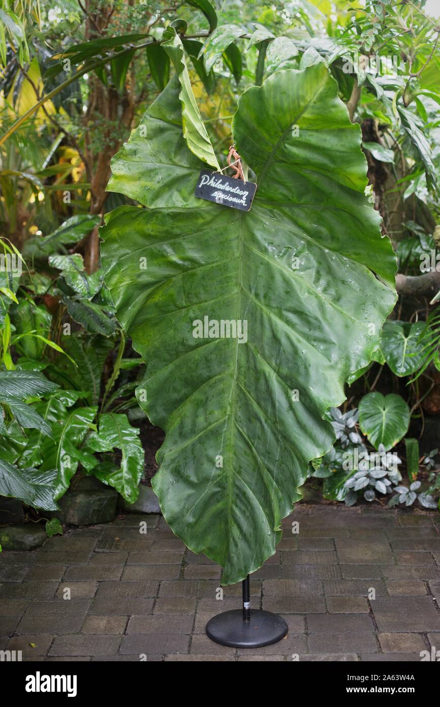 Philodendron speciosum hi-res stock photography and images - Alamy