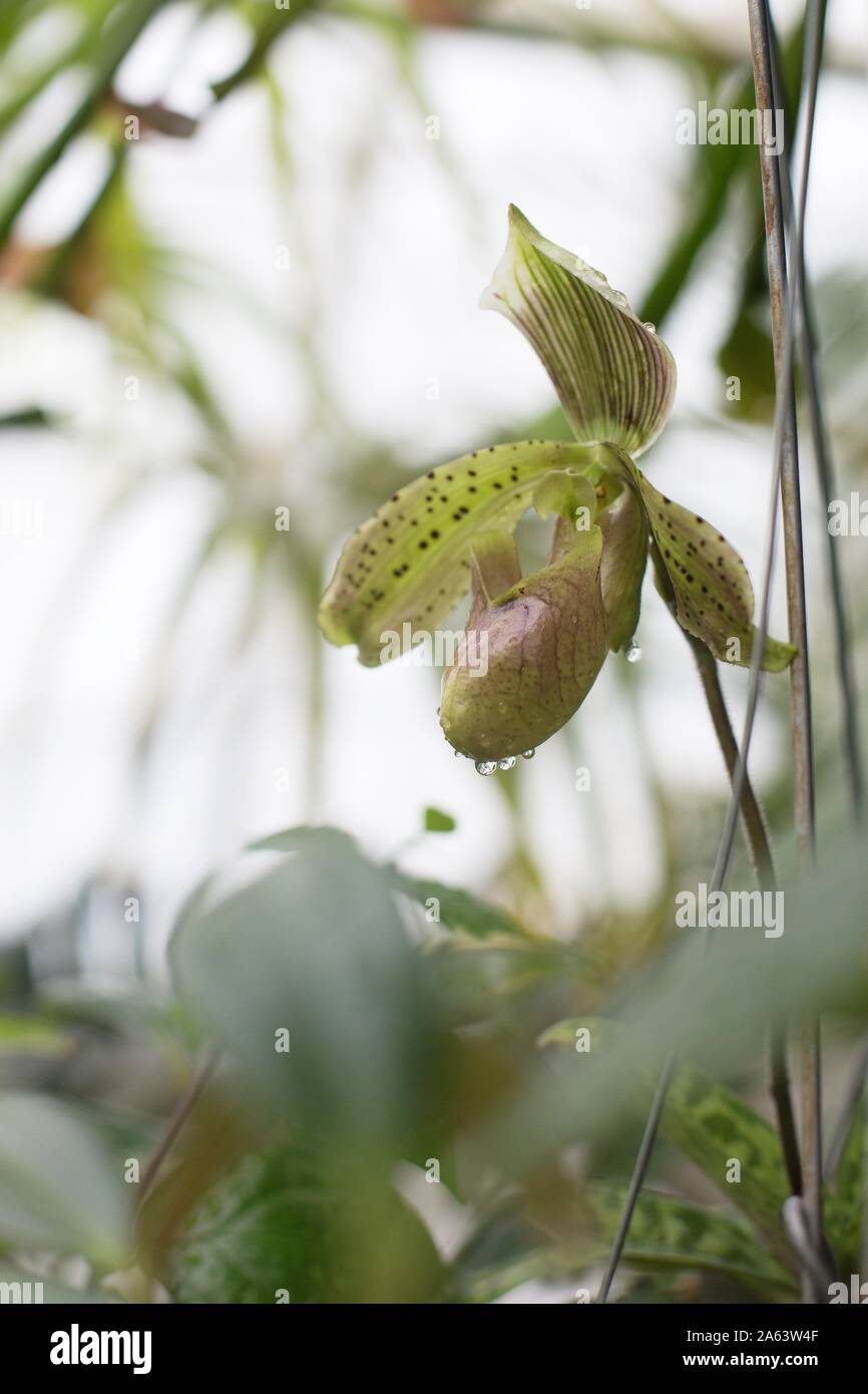 Paphiopedilum tonsum 'Lambert Day' orchid Stock Photo - Alamy